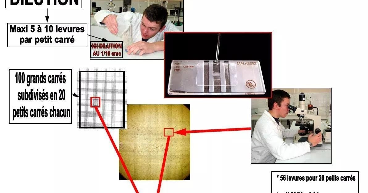 Cours Œnologie - Michel VERON: Comptage levures totales (cellule de Malassez)