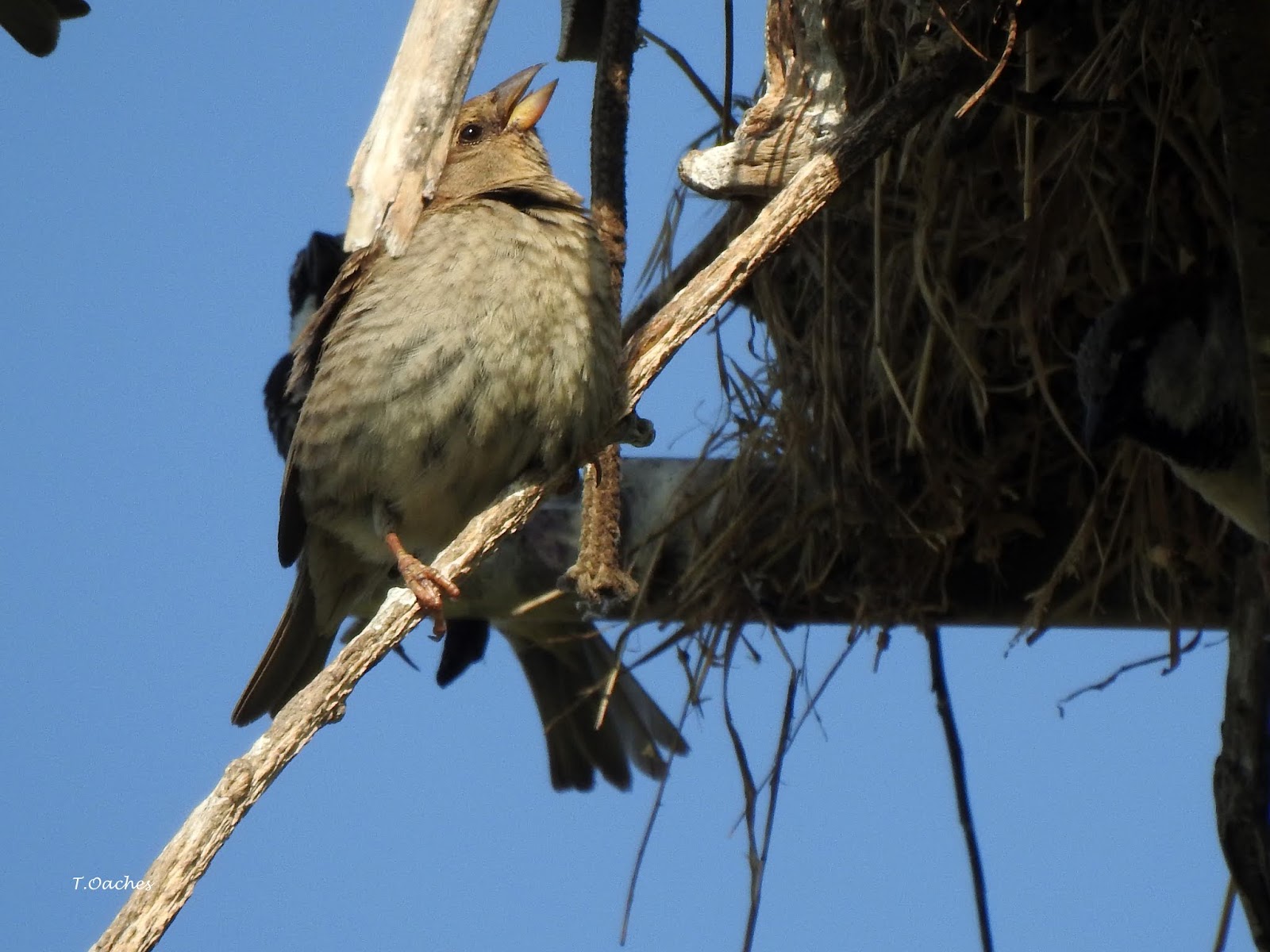 PASARI DIN ROMANIA: VRABIE NEGRICIOASA, Passer hispaniolensis