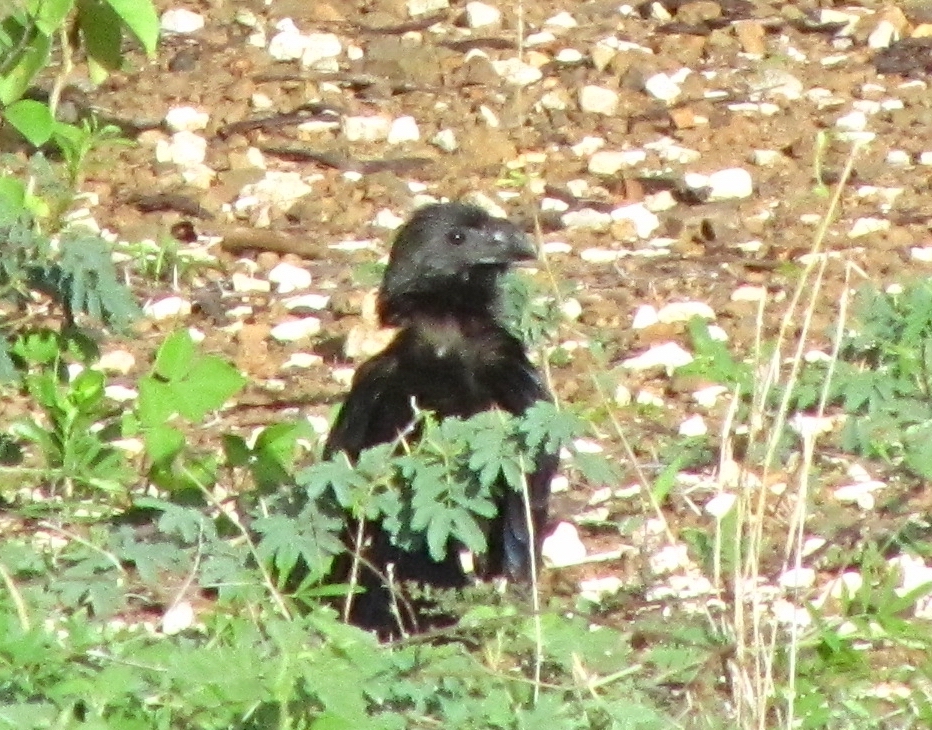 Hiking Curaçao - Flora and Fauna: Groove-billed Ani - Chuchubi Pretu