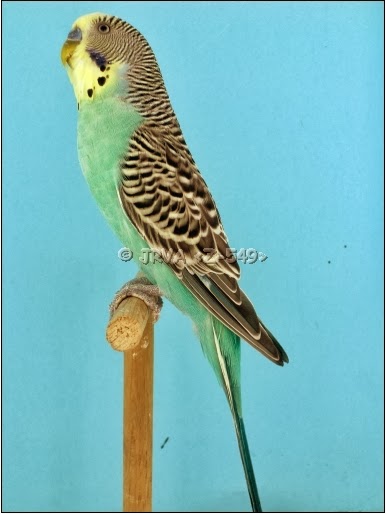 .: PERICO MACHO AZUL CARA AMARILLA