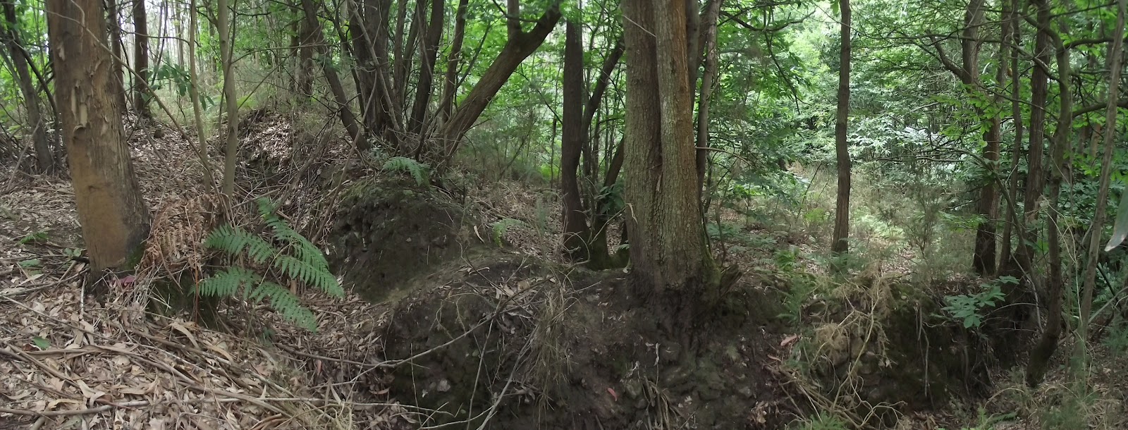 Asturtsalia: Caminando por el monte de La Trecha