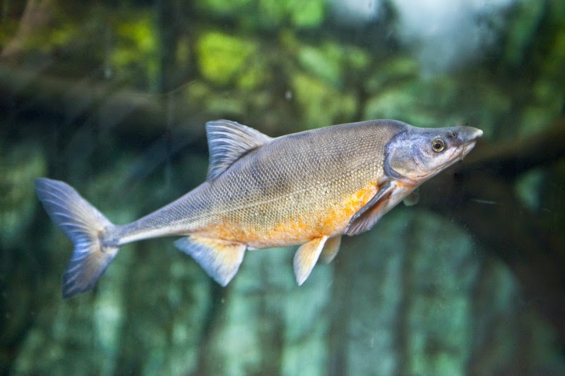 El Gran Cañón del Colorado: Fauna