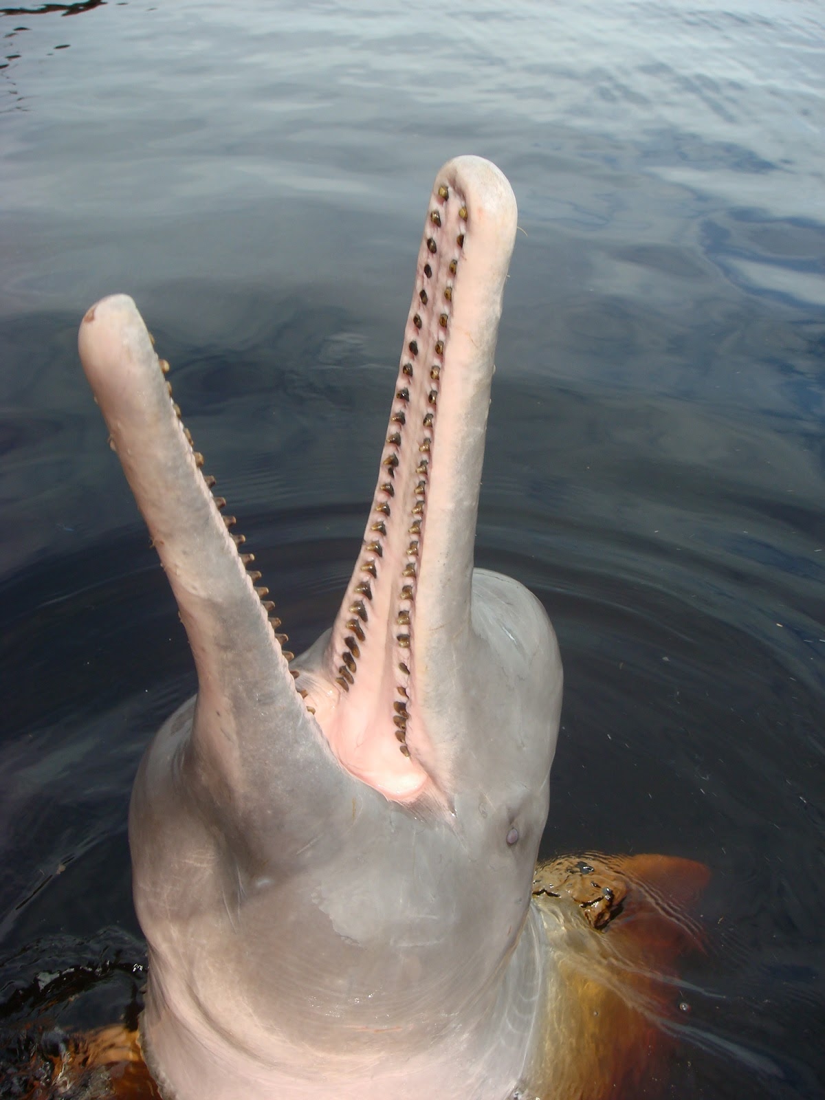Real Monstrosities: River Dolphin