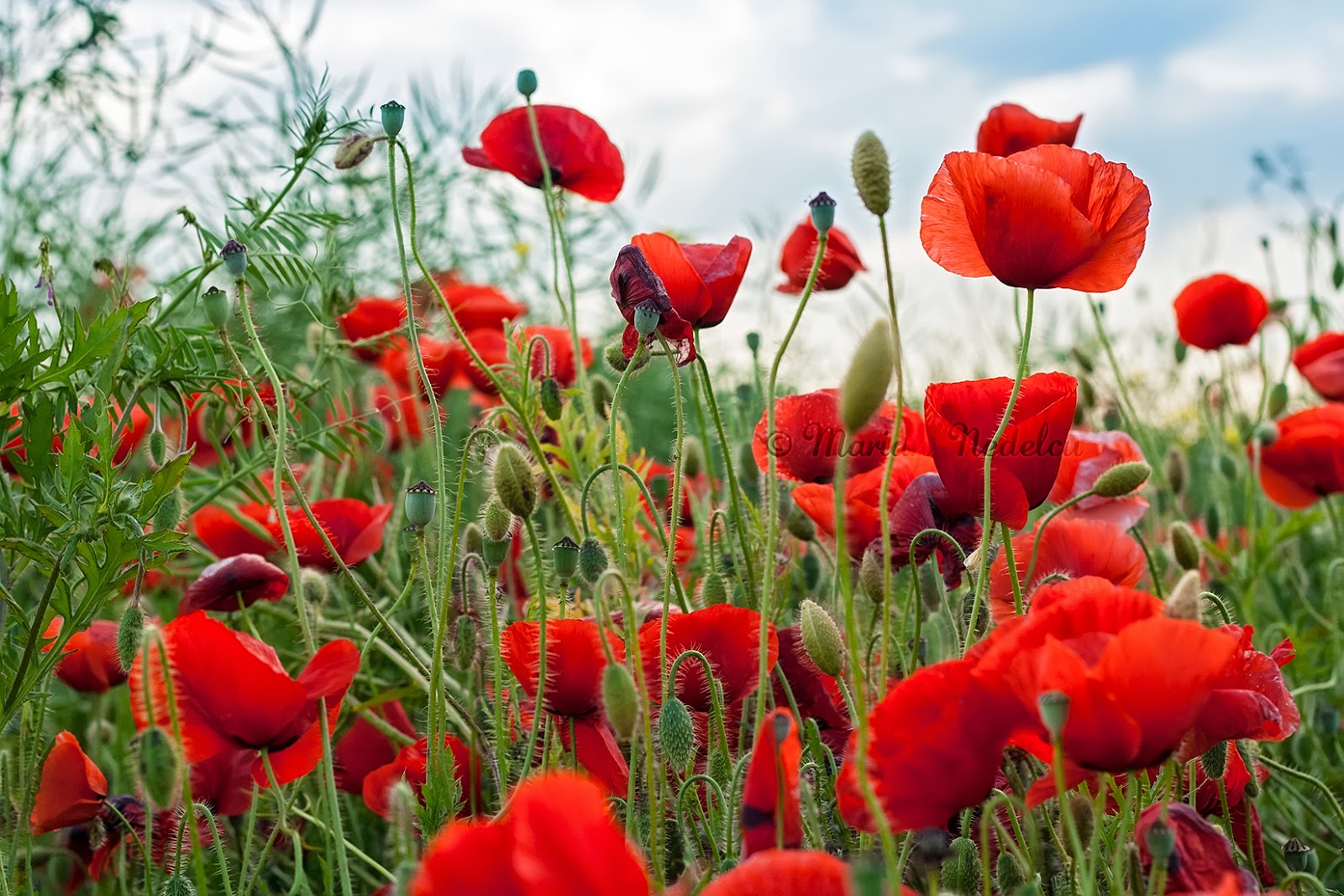 Armonie cu fotoni: Macii rosii