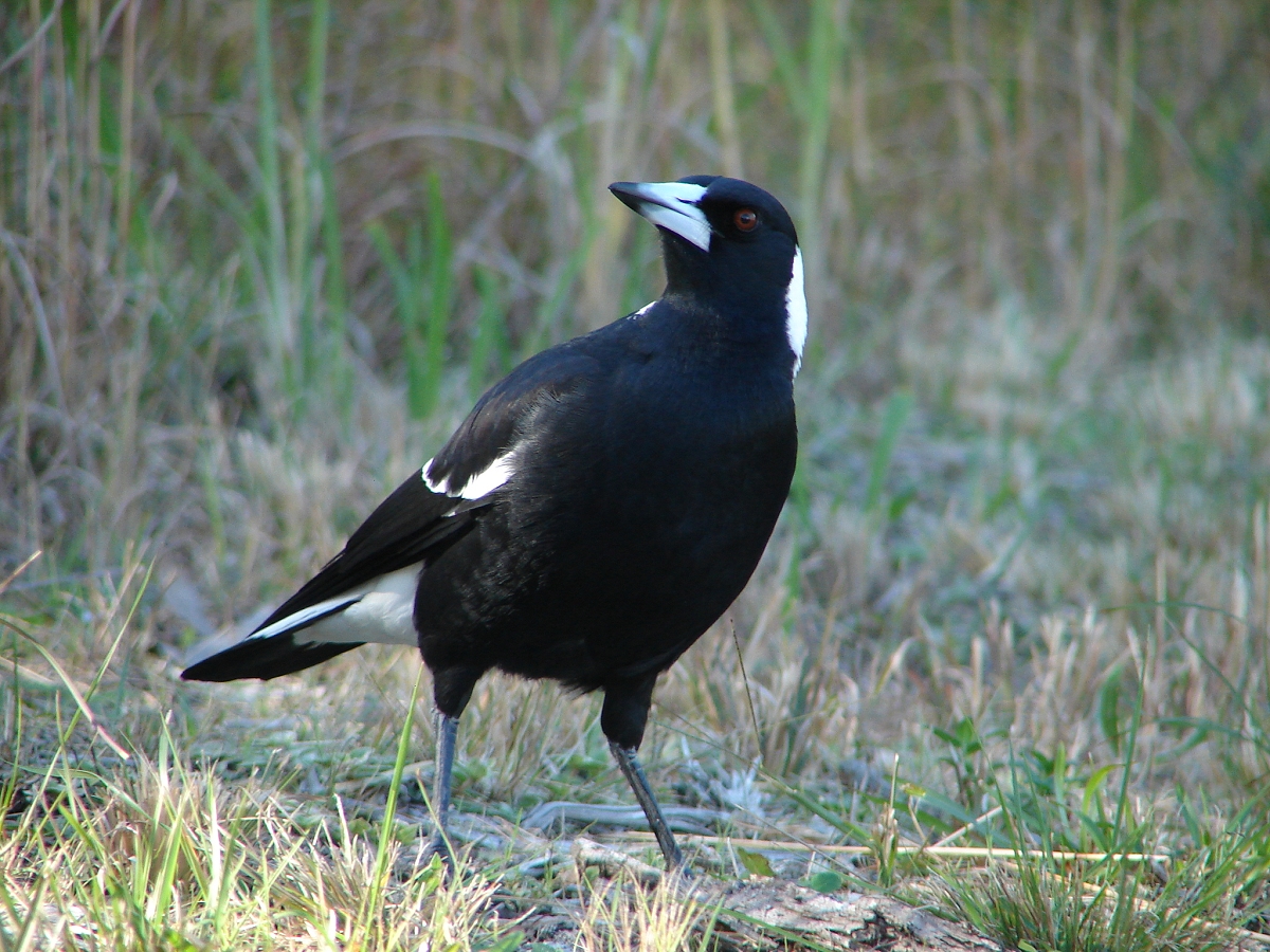 Snap Happy Birding: Australian Magpie