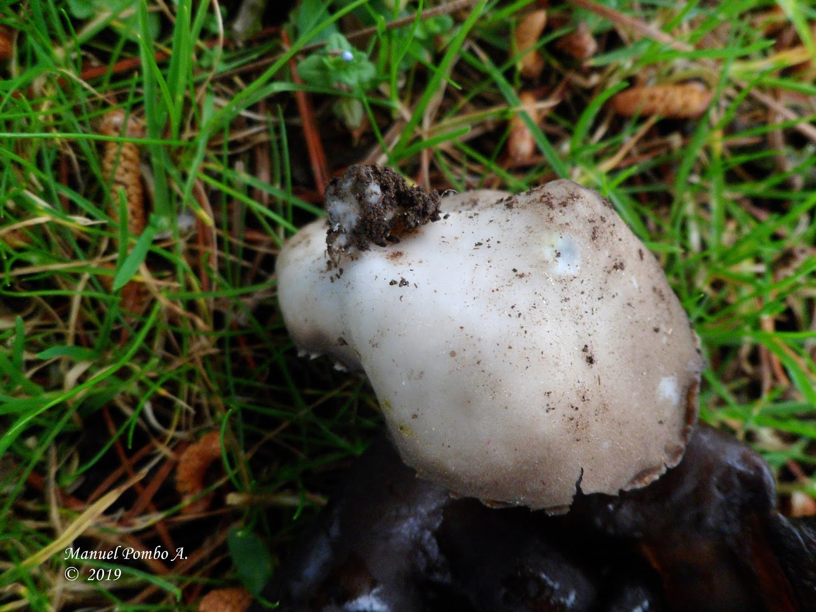 Un micólogo aficionado: Discina melaleuca Bres.