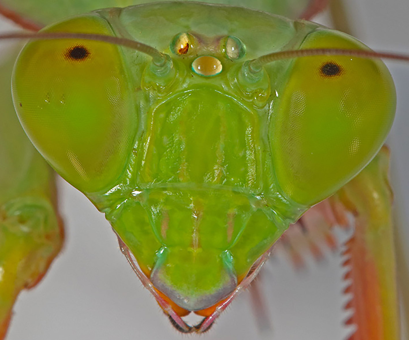 BunyipCo: A Look At Some Local Mantids