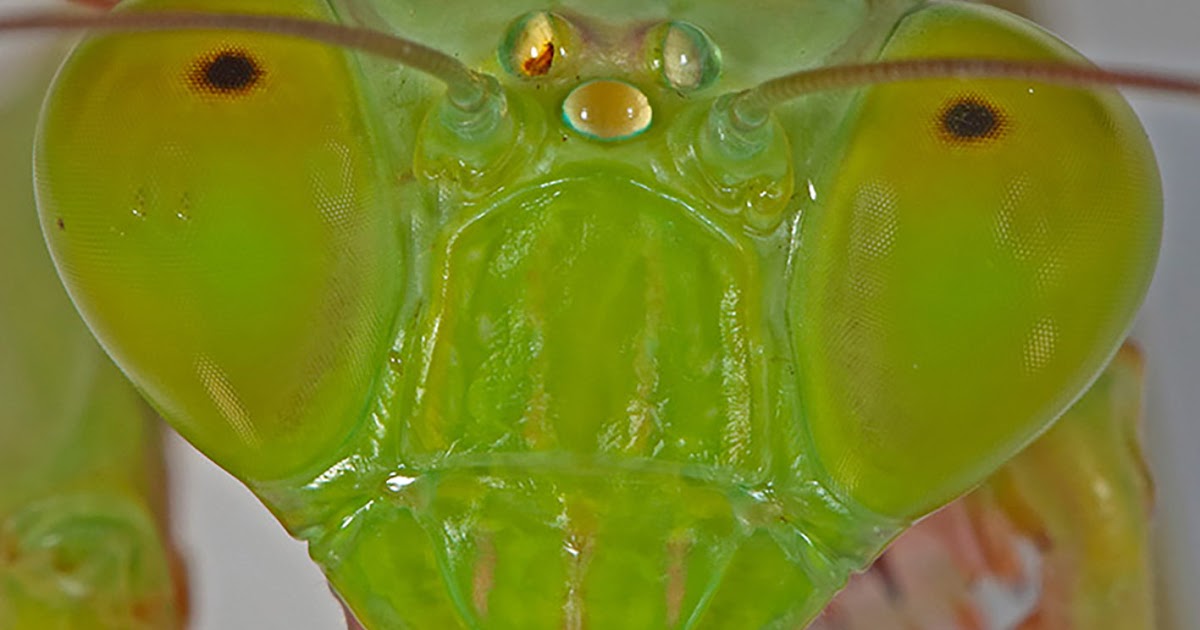 BunyipCo: A Look At Some Local Mantids