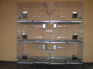 Galerie imagini cu prepelite, oua de prepelite, custi prepelite ...