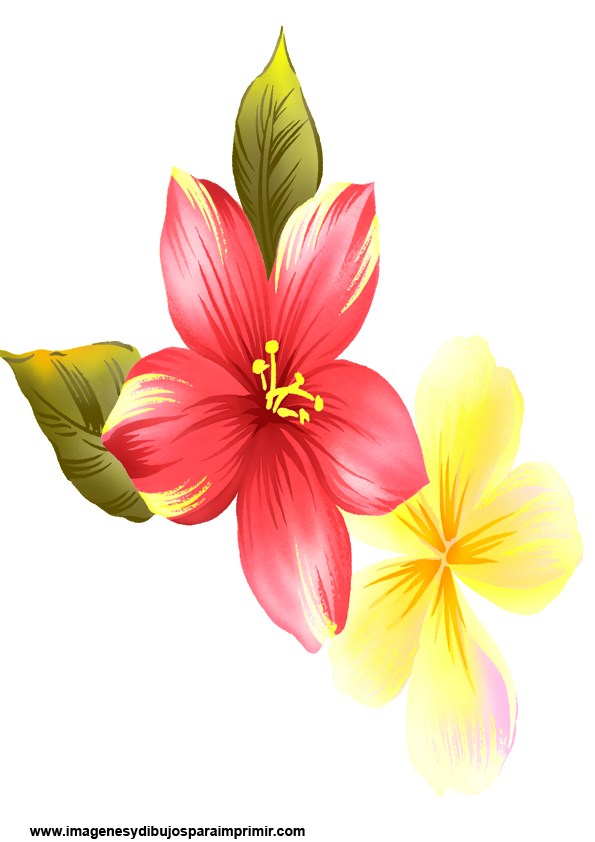 Dibujos de flores | Imagenes y dibujos para imprimir