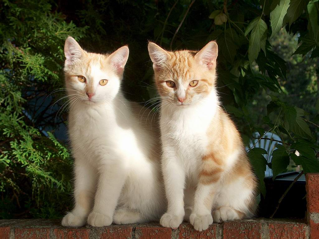 Beautiful Naughty Cats Wallpapers ~ Wallpapers, Pictures, Fashion ...