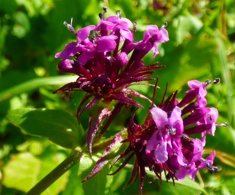 Wildflowers of Andalucia: Fedia cornucopiae