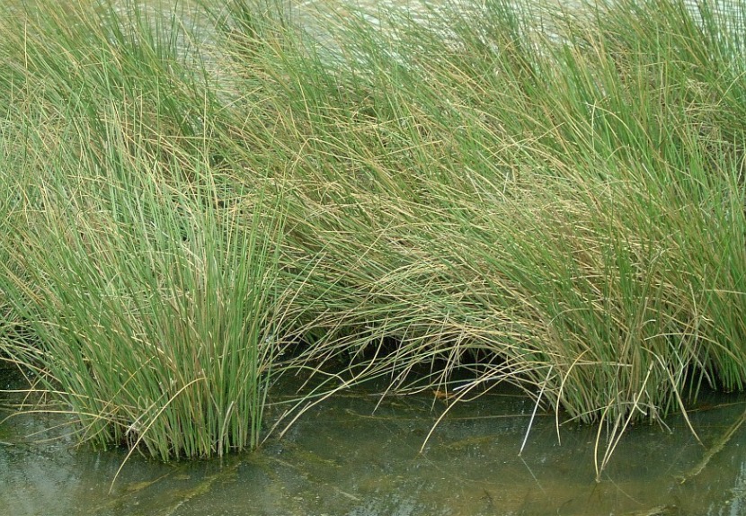 Plant Database: Juncus effusus