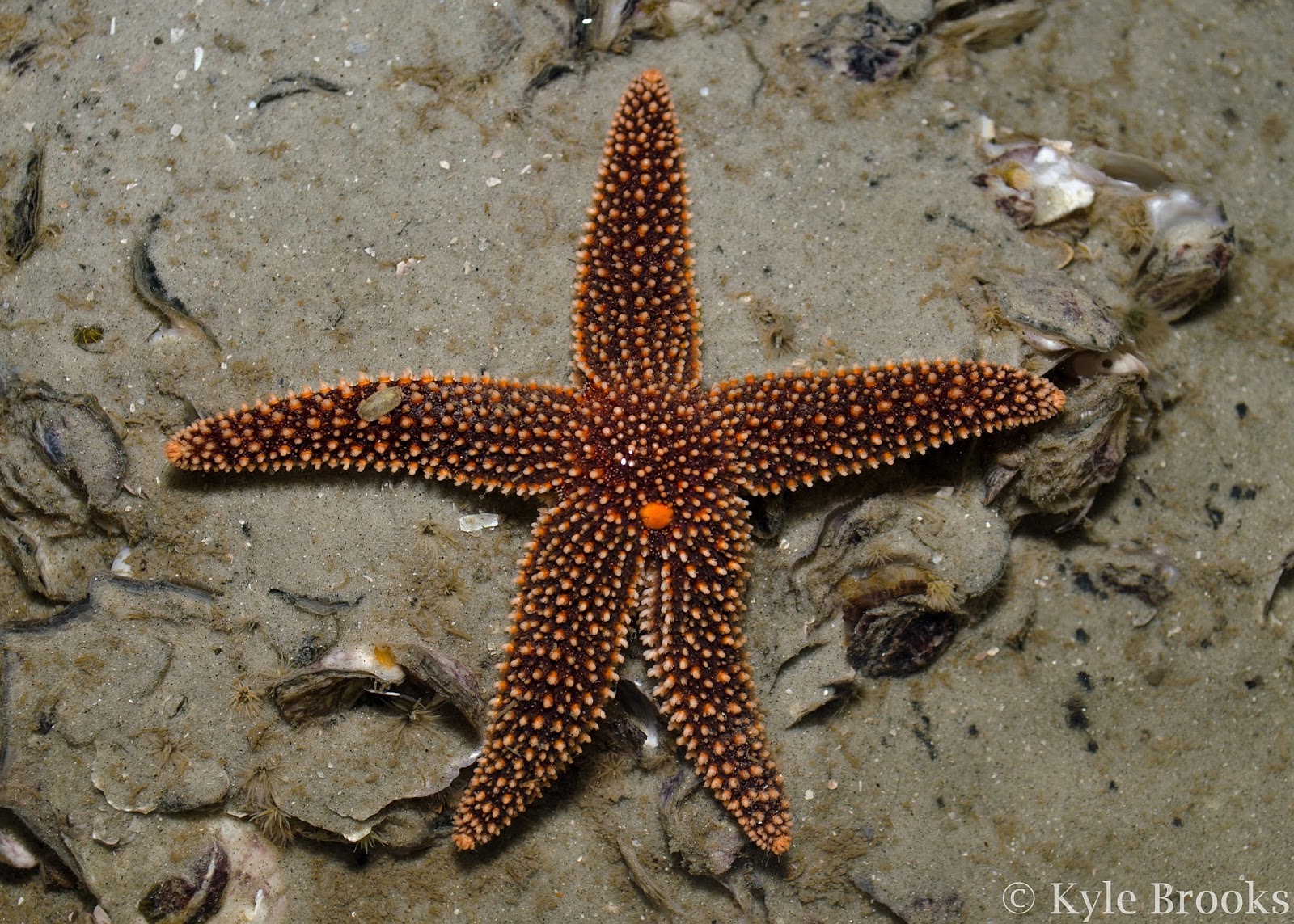 On the Subject of Nature: Exploring Low Tide