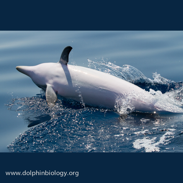 Dolphin Biology and Conservation: August 2014