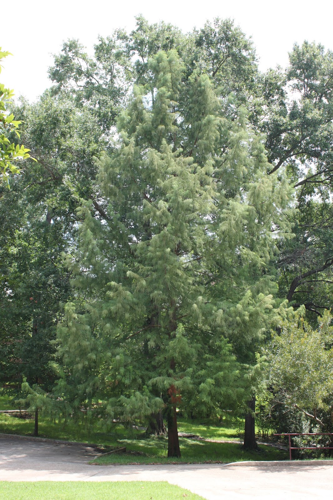 Centenary College Arboretum: Tree of the Week: Bald Cypress (Taxodium ...