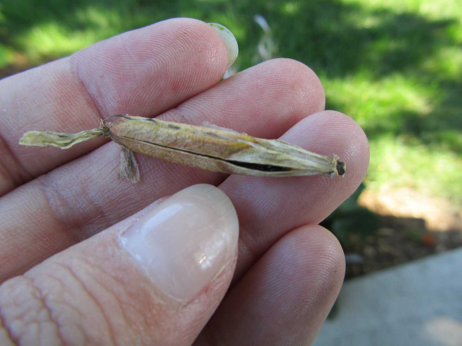 Cheesehead Gardening: Collecting hosta and daylily seeds