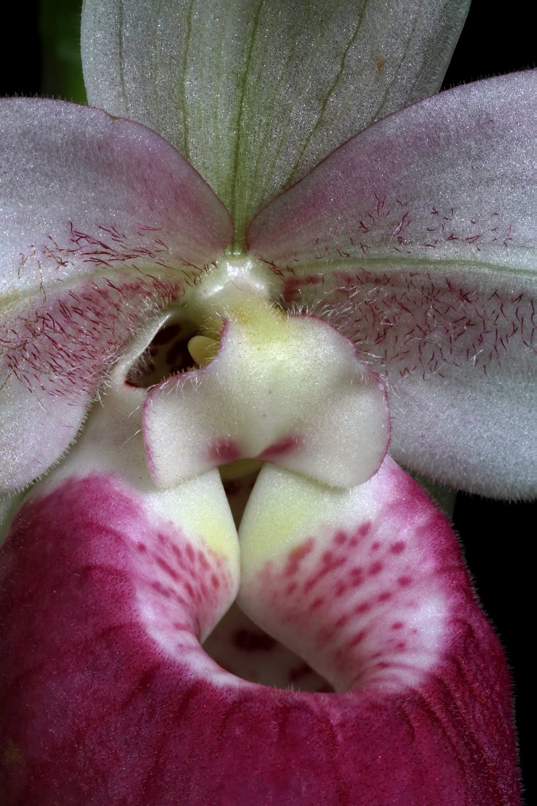 Orchids in Bloom: Phragmipedium Cardinale 'Birchwood' AM/AOS