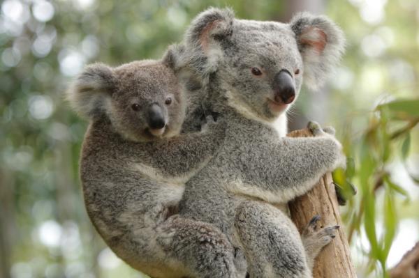 Estudo dos Animais: ANIMAIS-COALA OU KOALA
