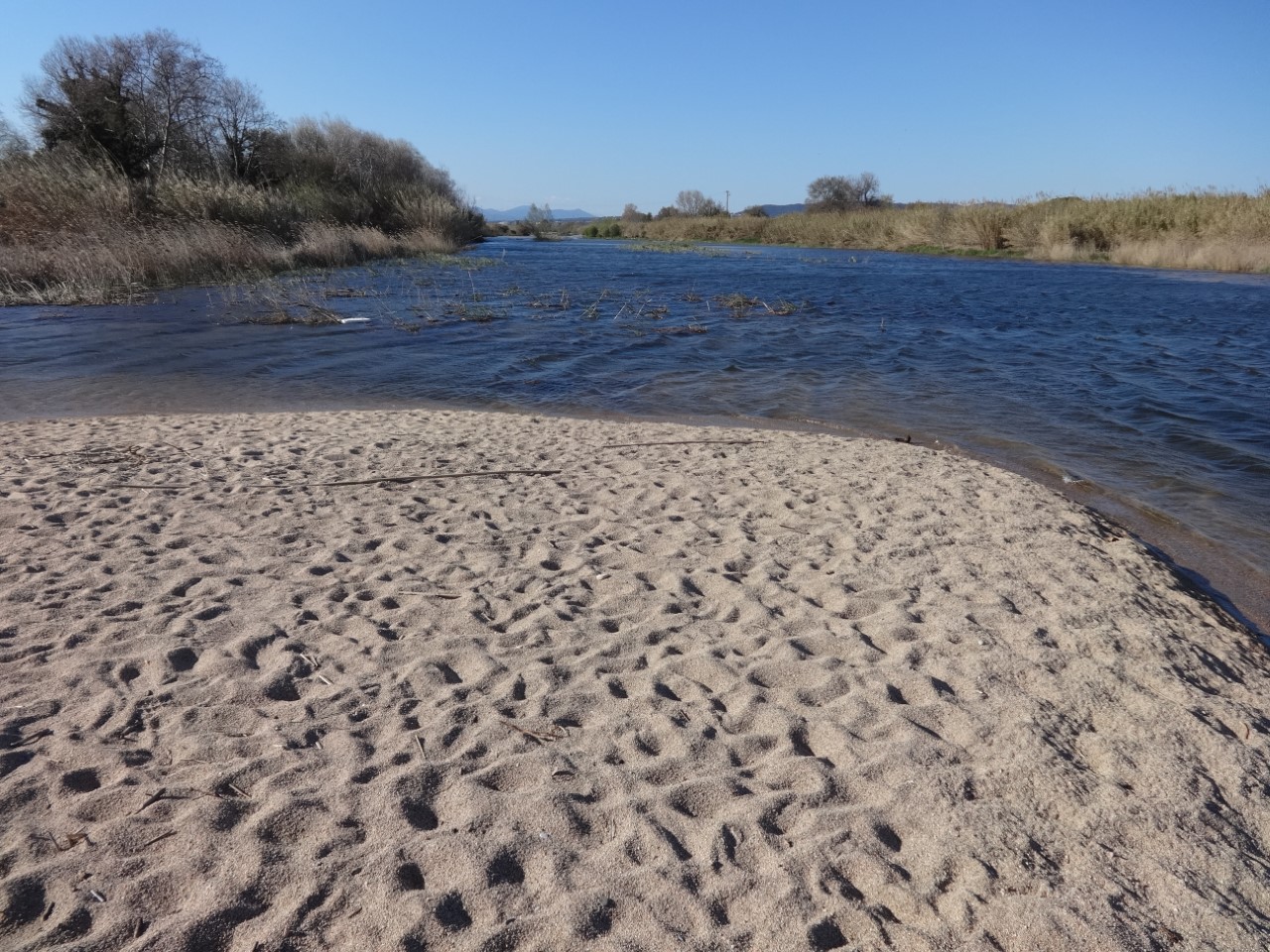 La Natura a la Baixa Tordera: Desembocadura de la Tordera 20/3/2019