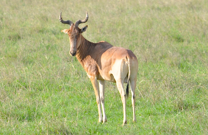 A visit to the Nairobi National Game Park - A Letter from Kabwata