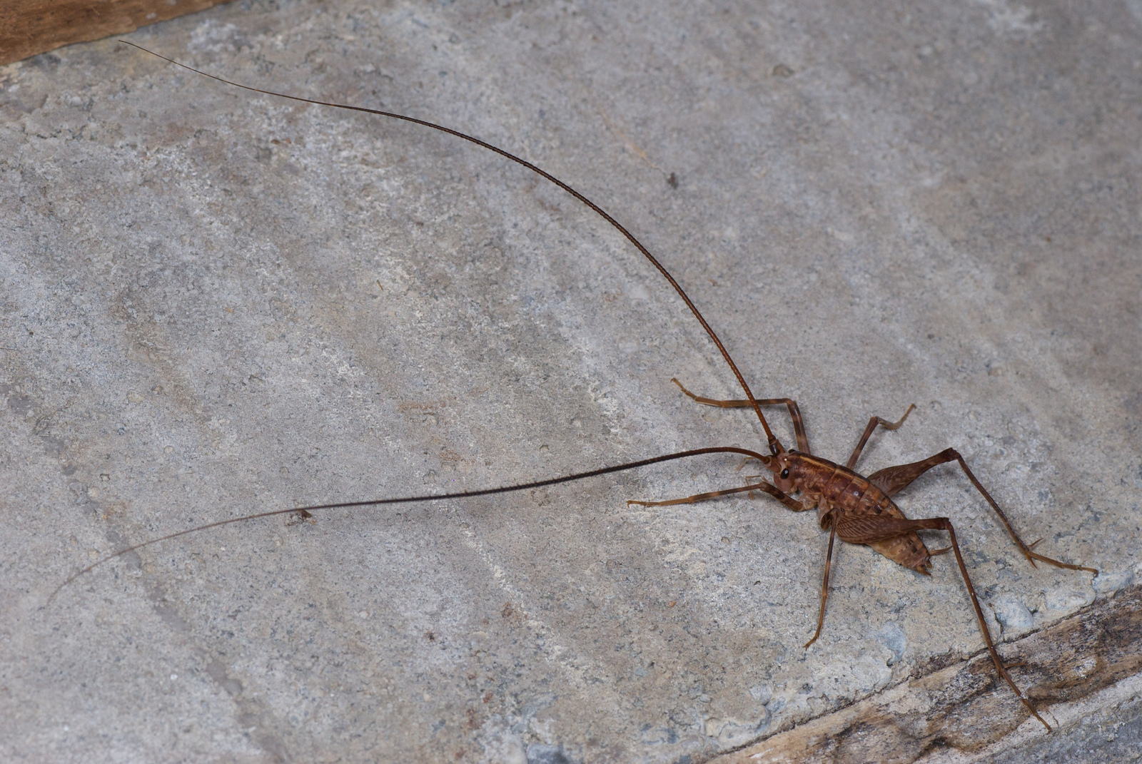 Real Monstrosities: Cave Cricket