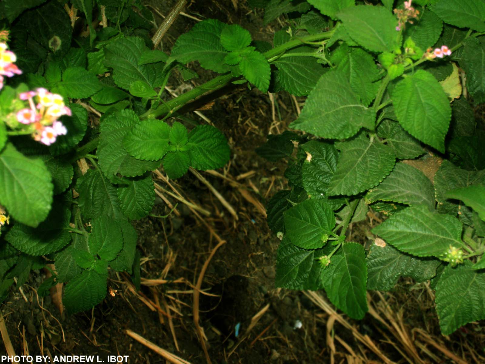 Ako si ANDREW IBOT!: Kantutay - Halamang Gamot / Herbal Medicine