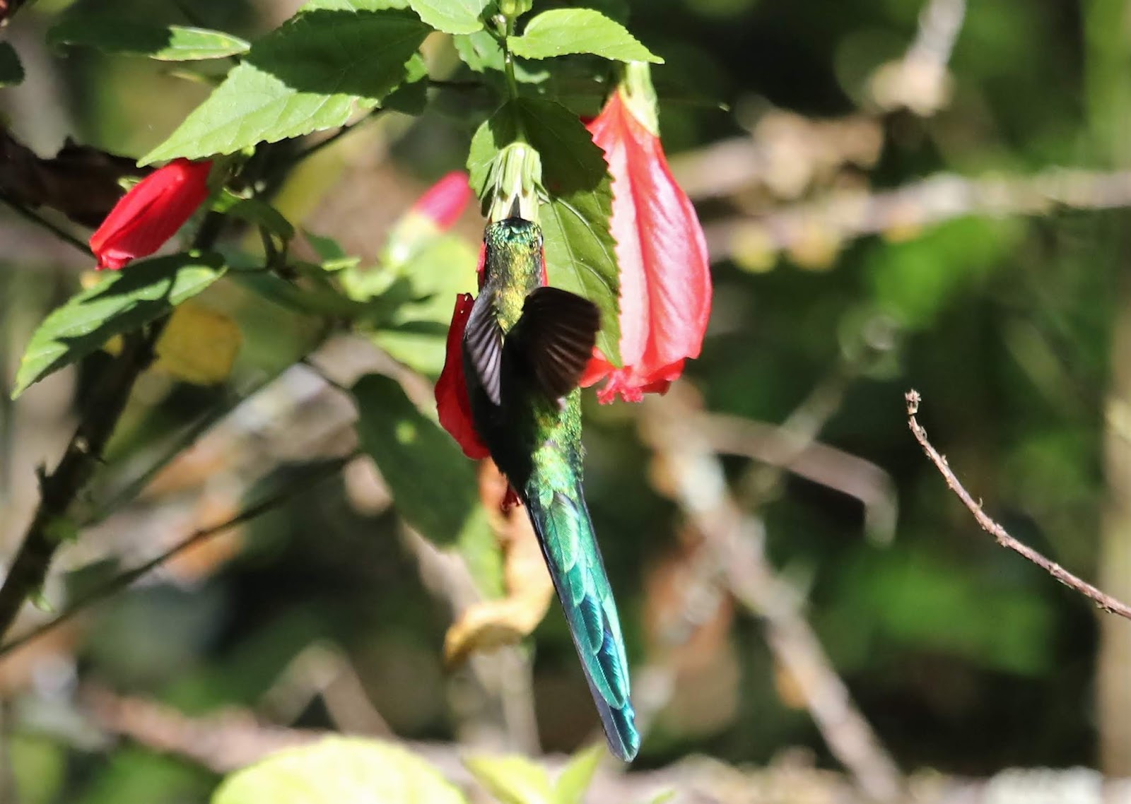 Instantes alados Perú y Ecuador 2018: colibrí verde de cola larga