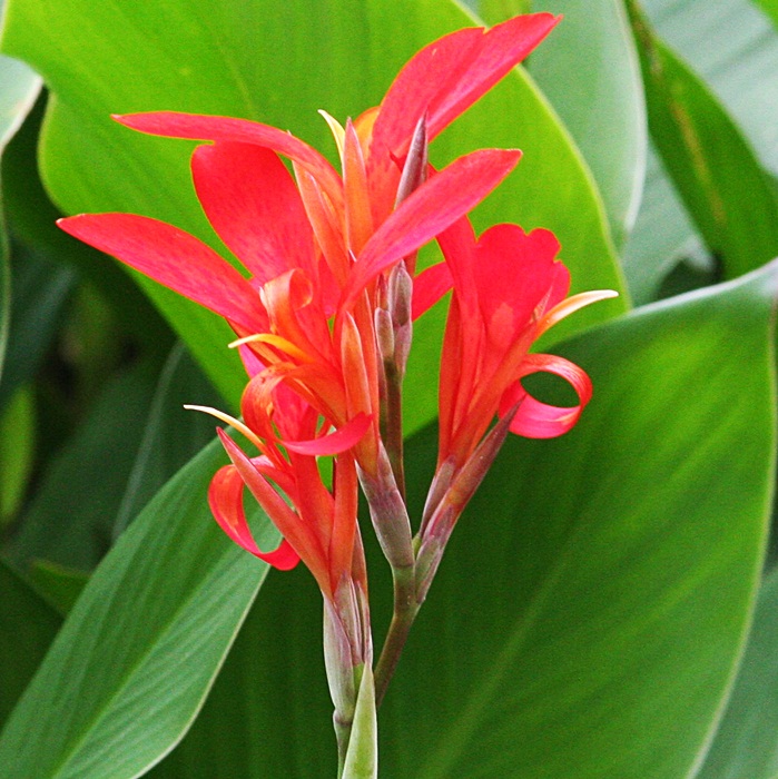 Gardening With Nature: Garden Bloggers Bloom Day - April 2012