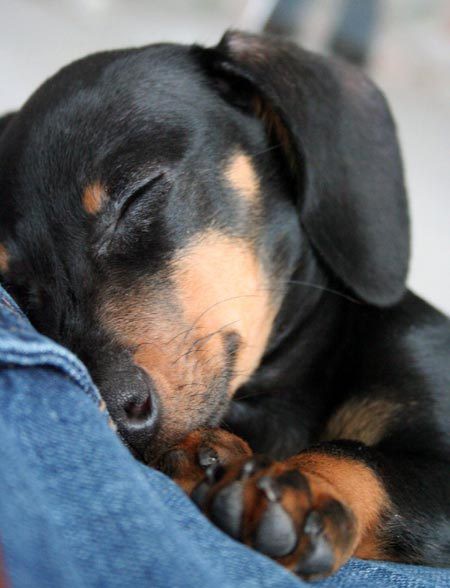 | Pretty Little Things: Dachshund Love.