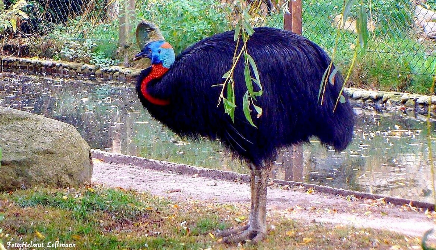 kasuar - Germany News Collections