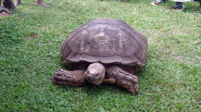 Photos: World's Oldest Animal, 330-Year-old Alagba Tortoise Spotted In ...