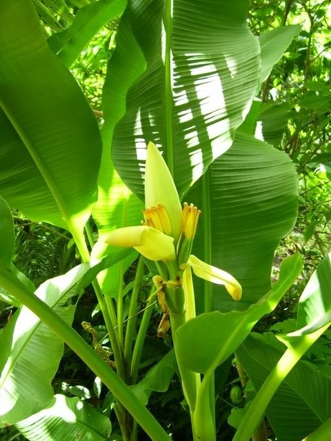 Species New to Science: [Botany • 2007] Musa siamensis | Thai Gold ...