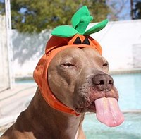 MI MASCOTA PREFERIDA