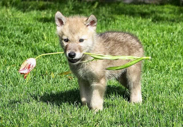 White Wolf : Beautiful Photos Of 25 Animals Who Are Enjoying Spring