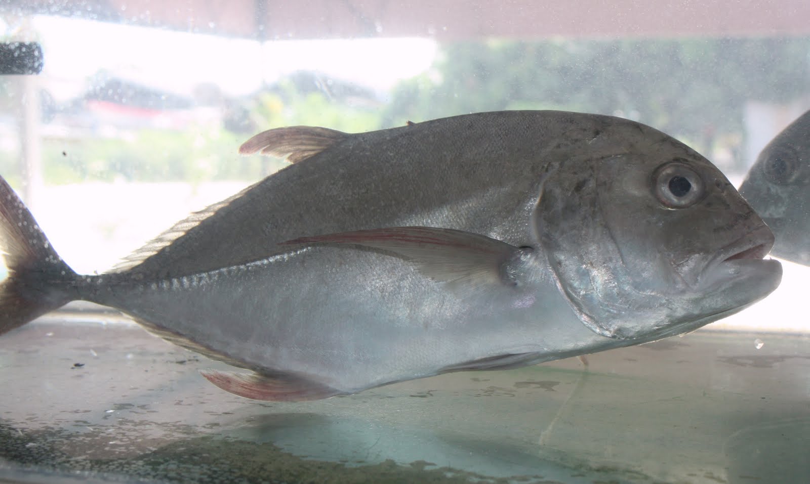 Warga Perikanan Brunei: Ikan Ikan Laut Tempatan ( Marine Fishes of ...