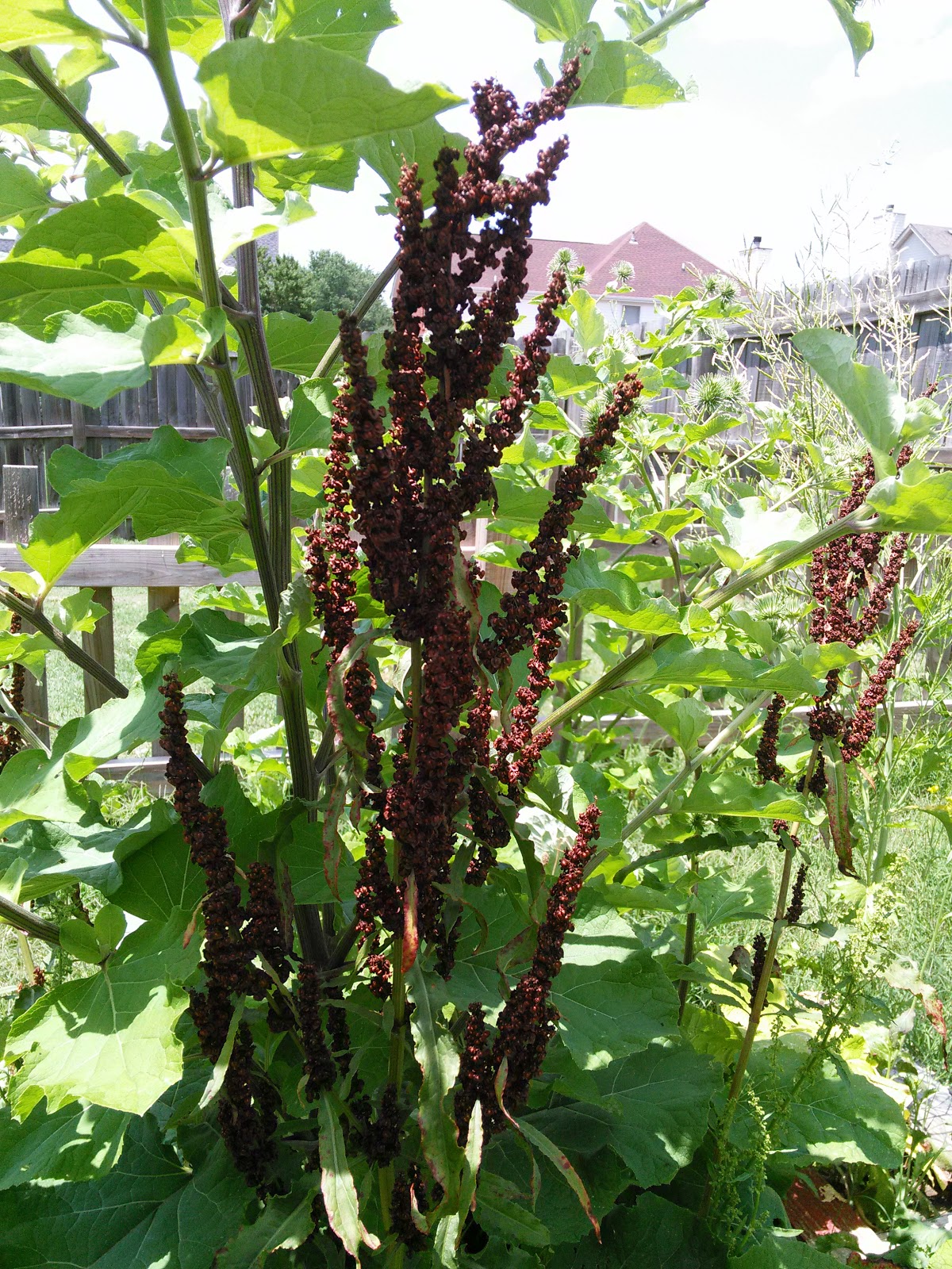 Southern Forager: Time to Pick Dock Seeds!