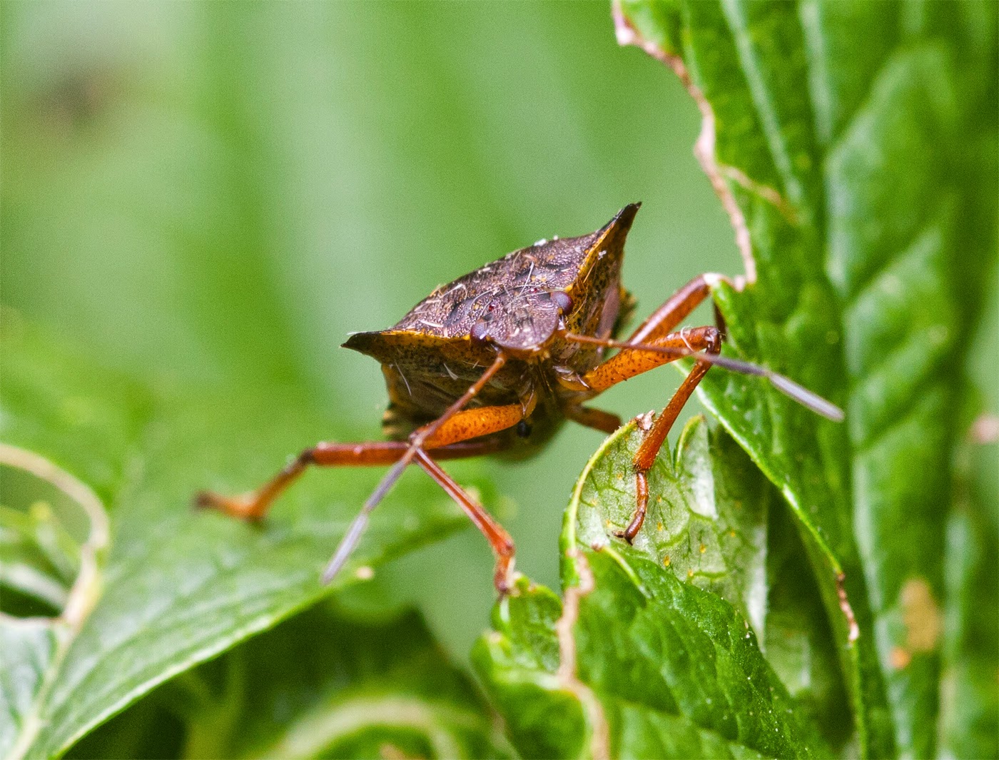 Bfb`s Outdoor Ramblings: Red Legged Shieldbug - Pentatoma rufipes