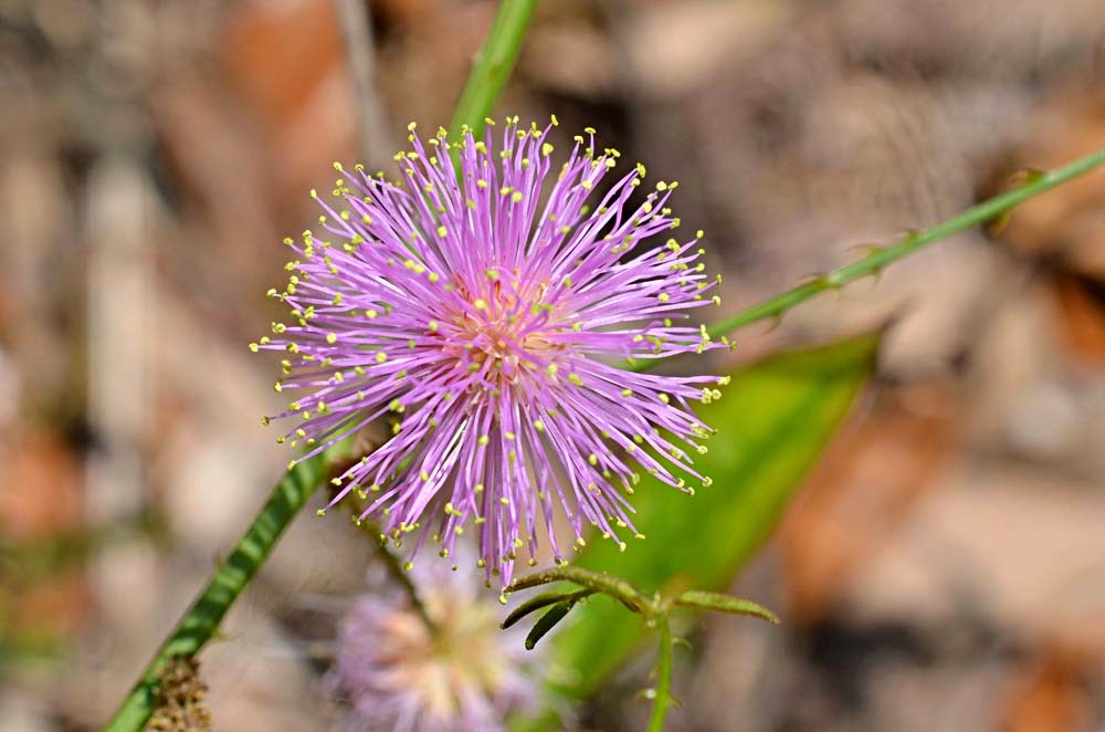 Space Coast Wildflowers: March 2014
