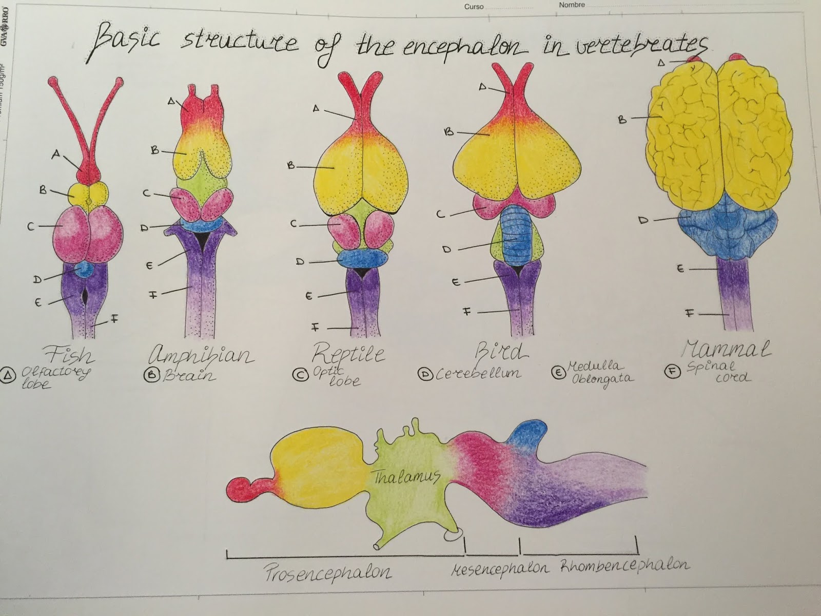 BASIC STRUCTURE OF THE ENCEPHALON IN VERTEBRATES