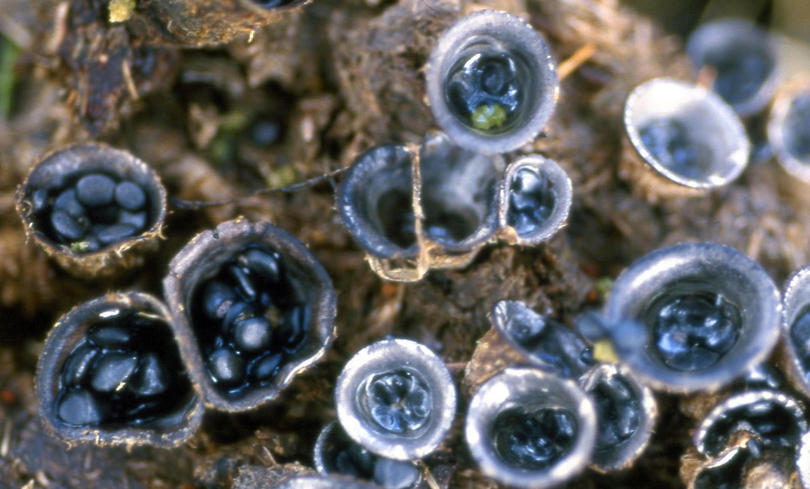Setas Extremadura : Cyathus Stercoreus