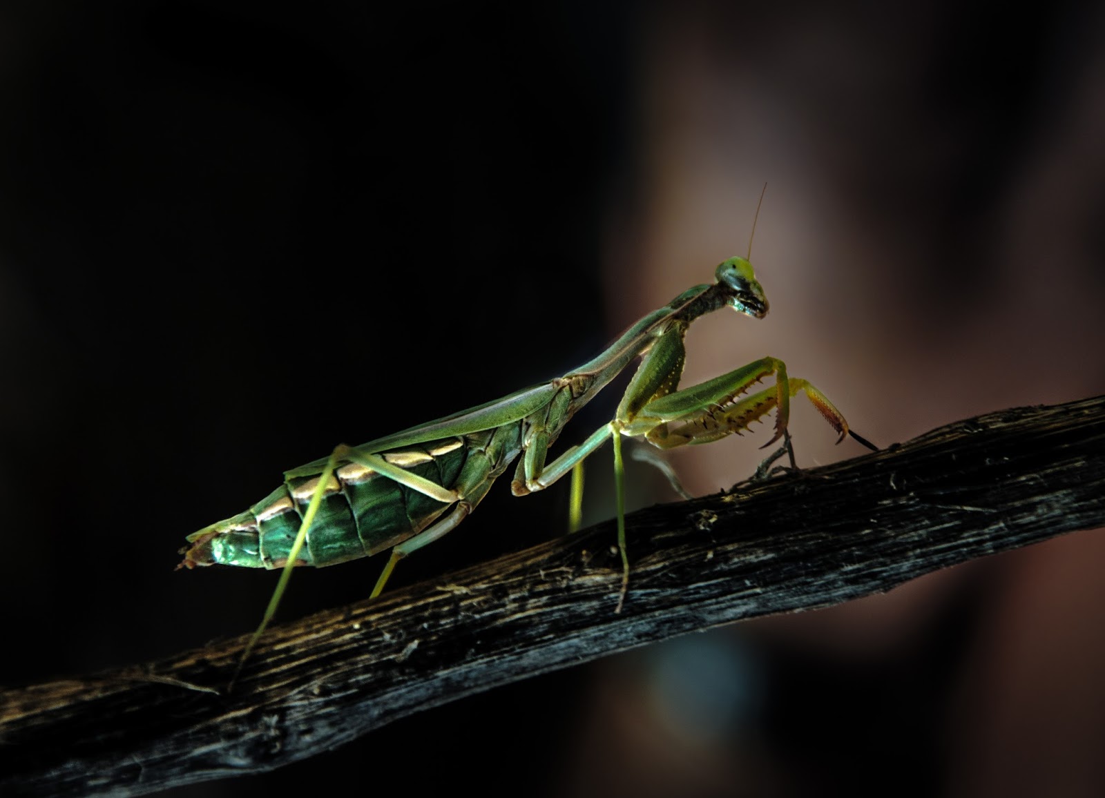 Greylock Animal Facts Blog: Uniramia