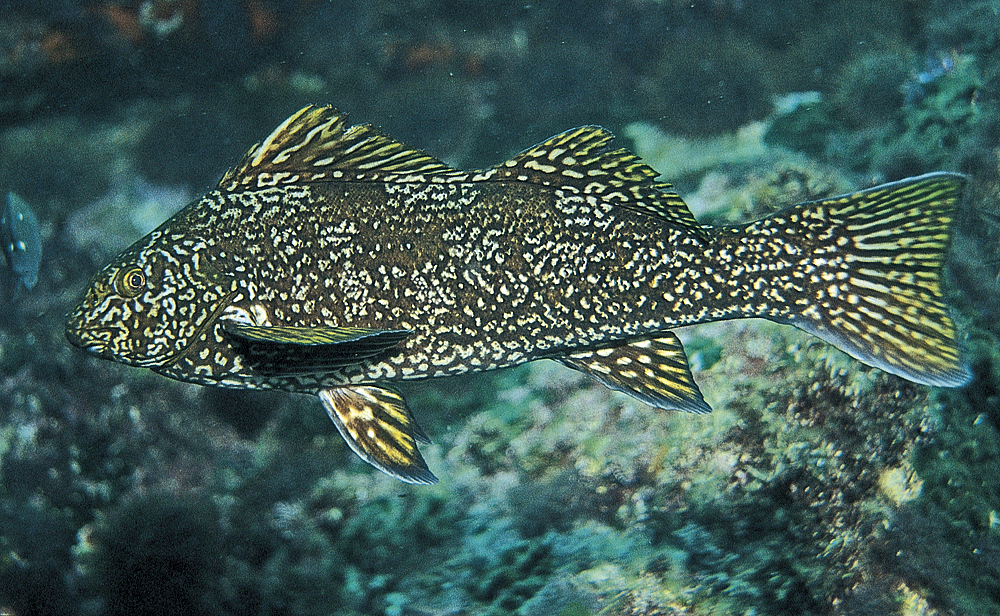 Beattie's Book Blog - unofficial homepage of the New Zealand book ...