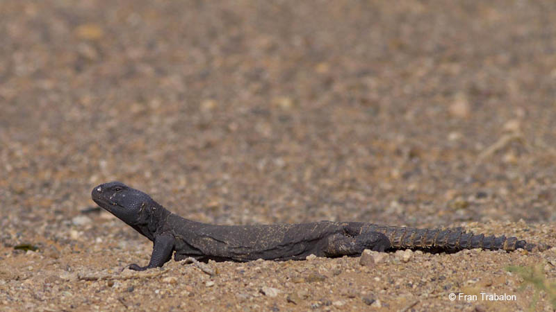 ZAGROS NATURE IMAGES: Western Sahara Lizards