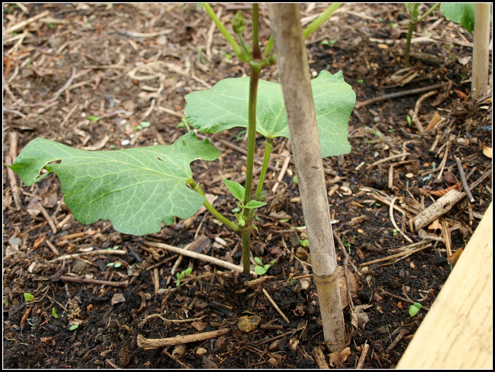 Mark's Veg Plot: Runner Beans - more intelligent than you might think