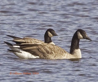 STOKES BIRDING BLOG: How to ID a Cackling Goose, it looks like a small ...