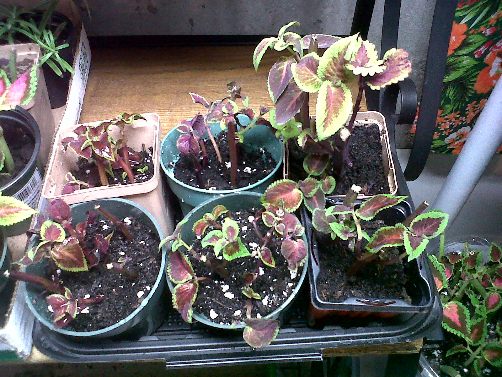 Live, Love, Climb!: Coleus List, Coleus Identification (Painted Nettle ...