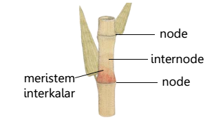 PERTUMBUHAN DAN PERKEMBANGAN - Biologi Buanget