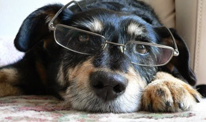 Entérate por qué los científicos creen que los perros más inteligentes ...