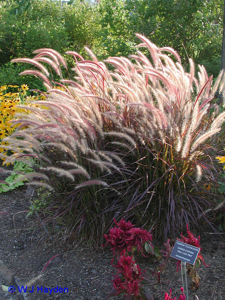 Capim do Texas Ornamental Pennisetum